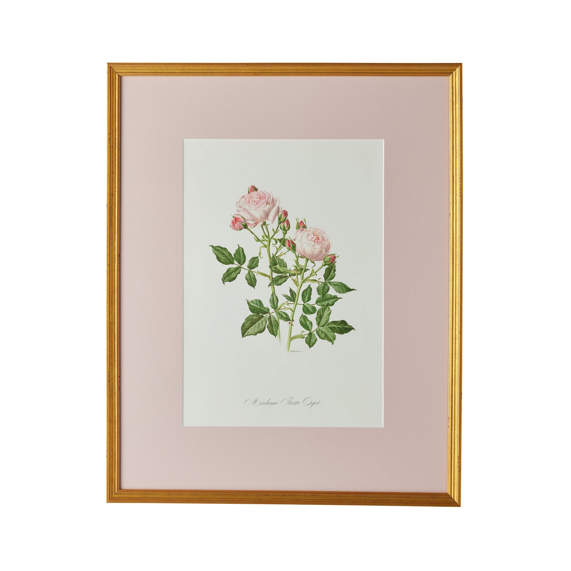 Madame Pierre Oger Artwork | Caitlin Wilson